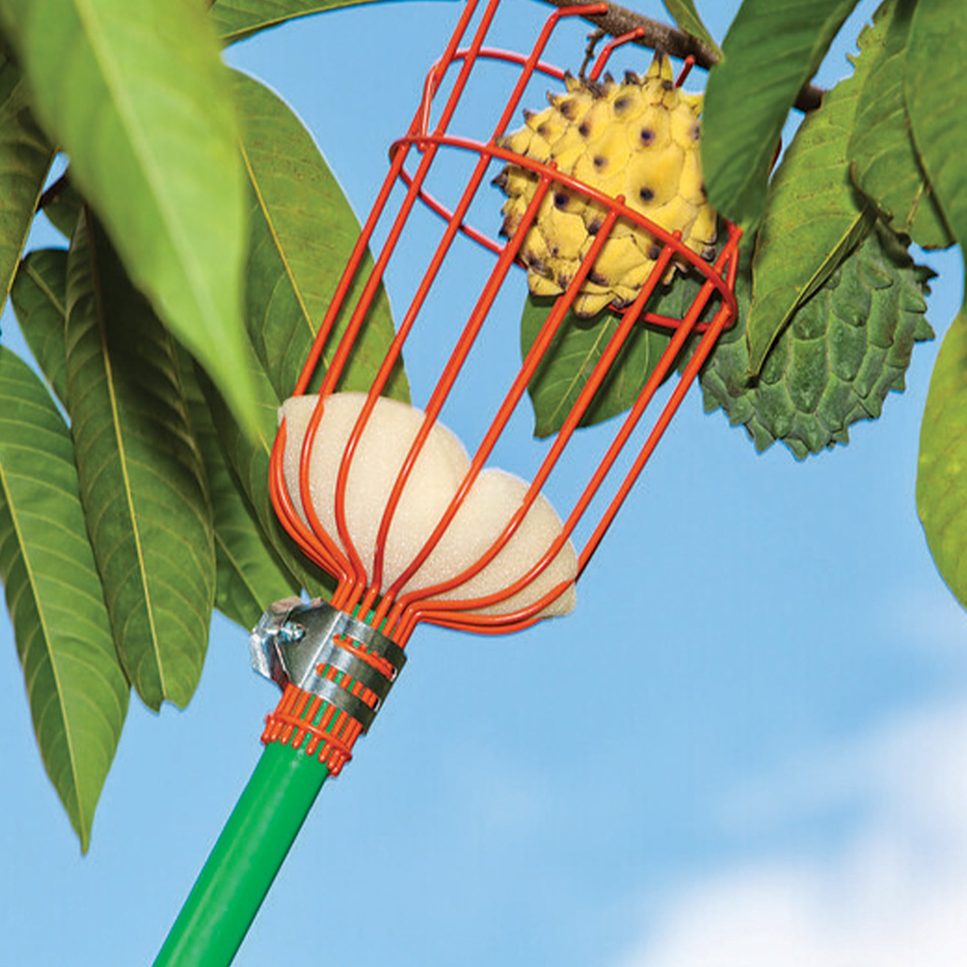 Recolector de Frutas Grande — Torotrac - Todo para tu Finca, granja o ...